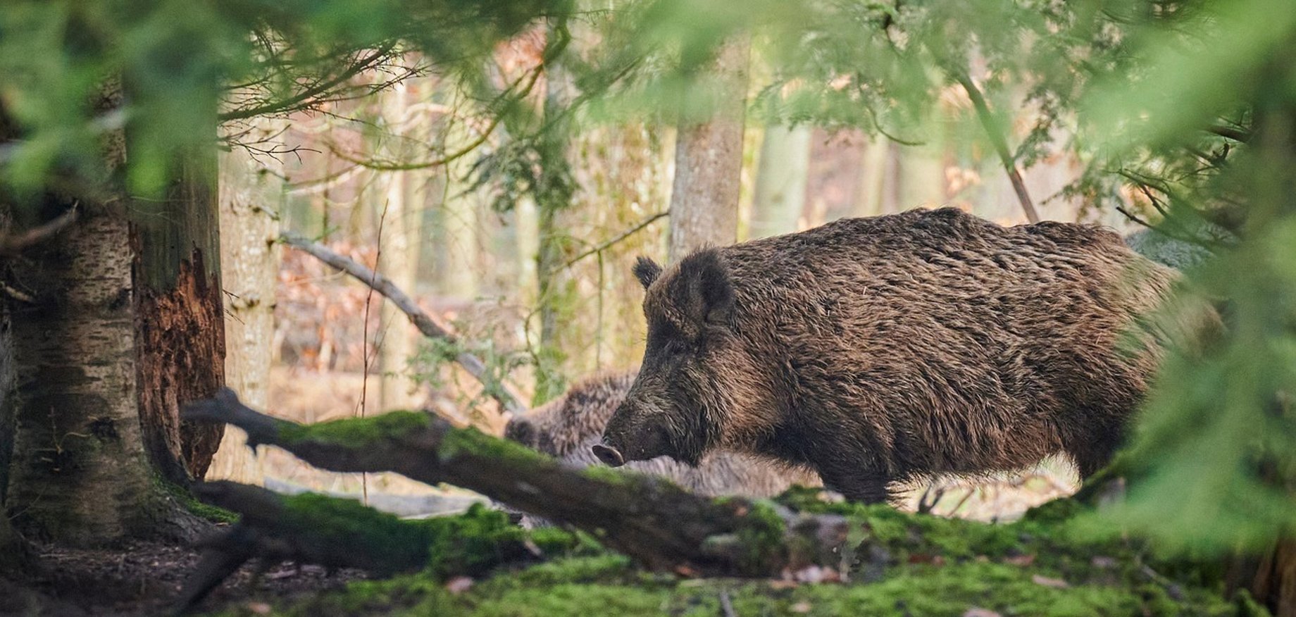 ASP: Landkreis erlässt Allgemeinverfügungen für Schutzzonen | landkreis ...